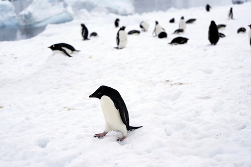 AP PHOTOS: On Antarctica's ice and in its seas, penguins in a warming ...