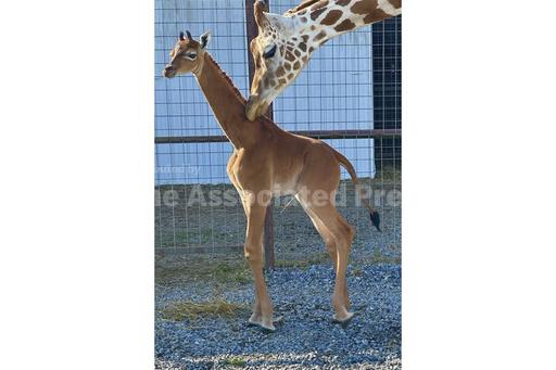 Spotless arrival: Rare giraffe without coat pattern is born at ...
