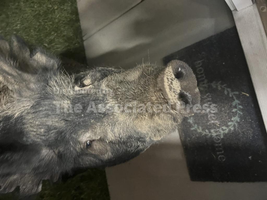 Wayward 450-pound pig named Kevin Bacon hams it up for home security ...