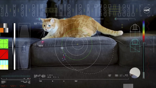 Orange tabby cat named Taters steals the show in first video sent by ...