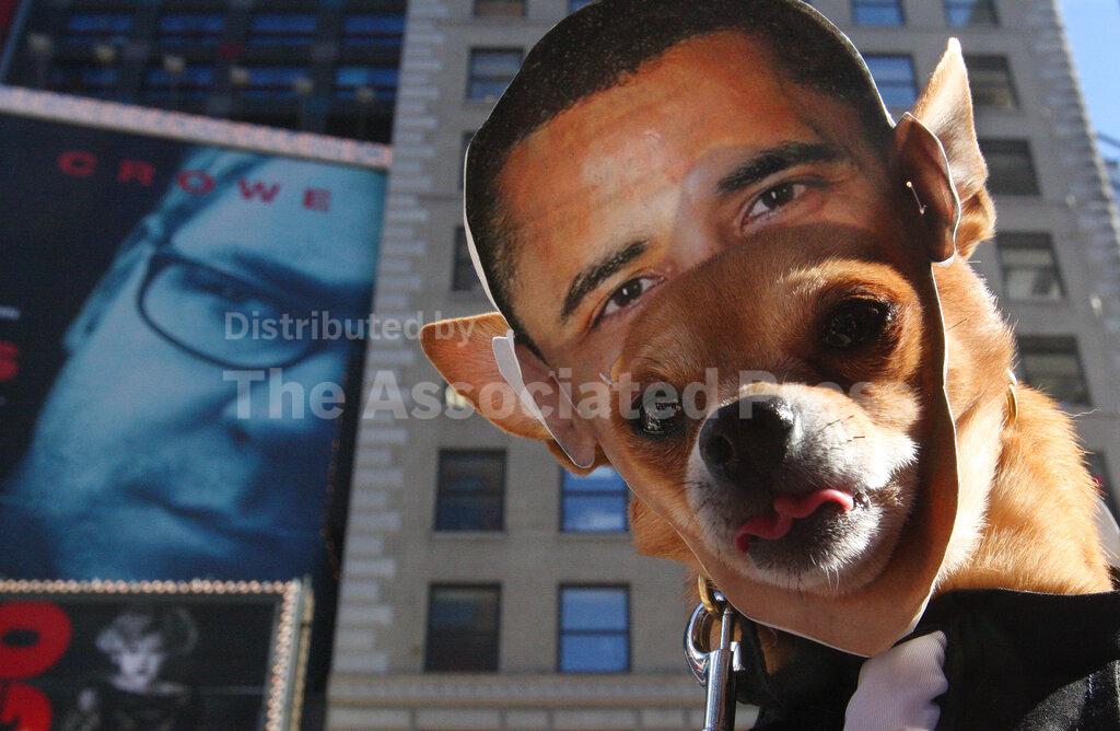 Dog Costume Contest Buy Photos AP Images DetailView dog-costume-contest-buy-photos-ap-images-detailview