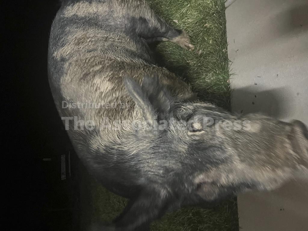 Wayward 450-pound pig named Kevin Bacon hams it up for home security ...