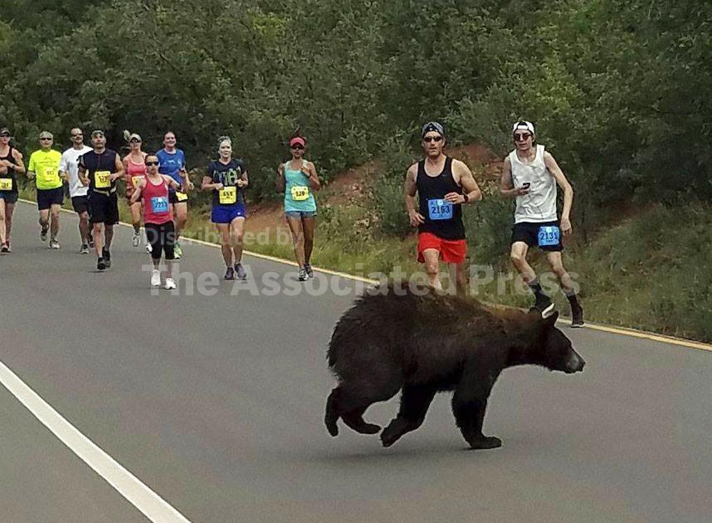 Best weird AP news: Bear crosses through Colorado race; Florida woman ...