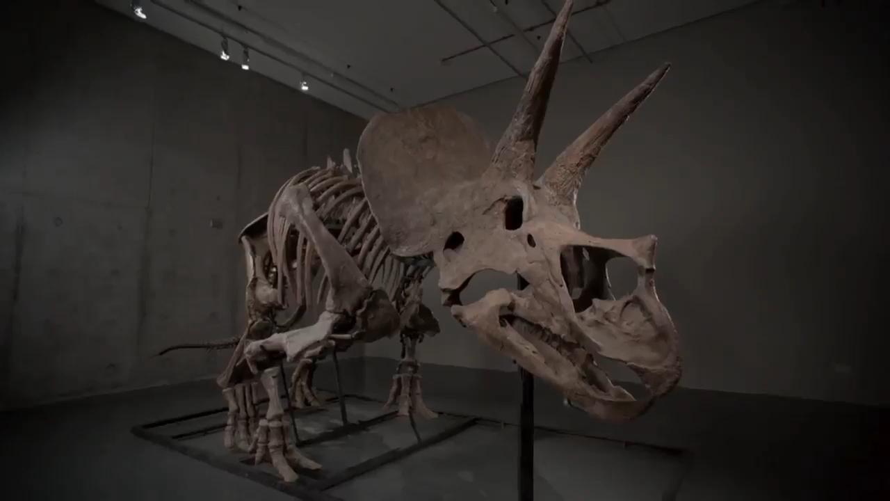 Triceratops skeleton 'Trey' to hit the auction block as dinosaur market ...