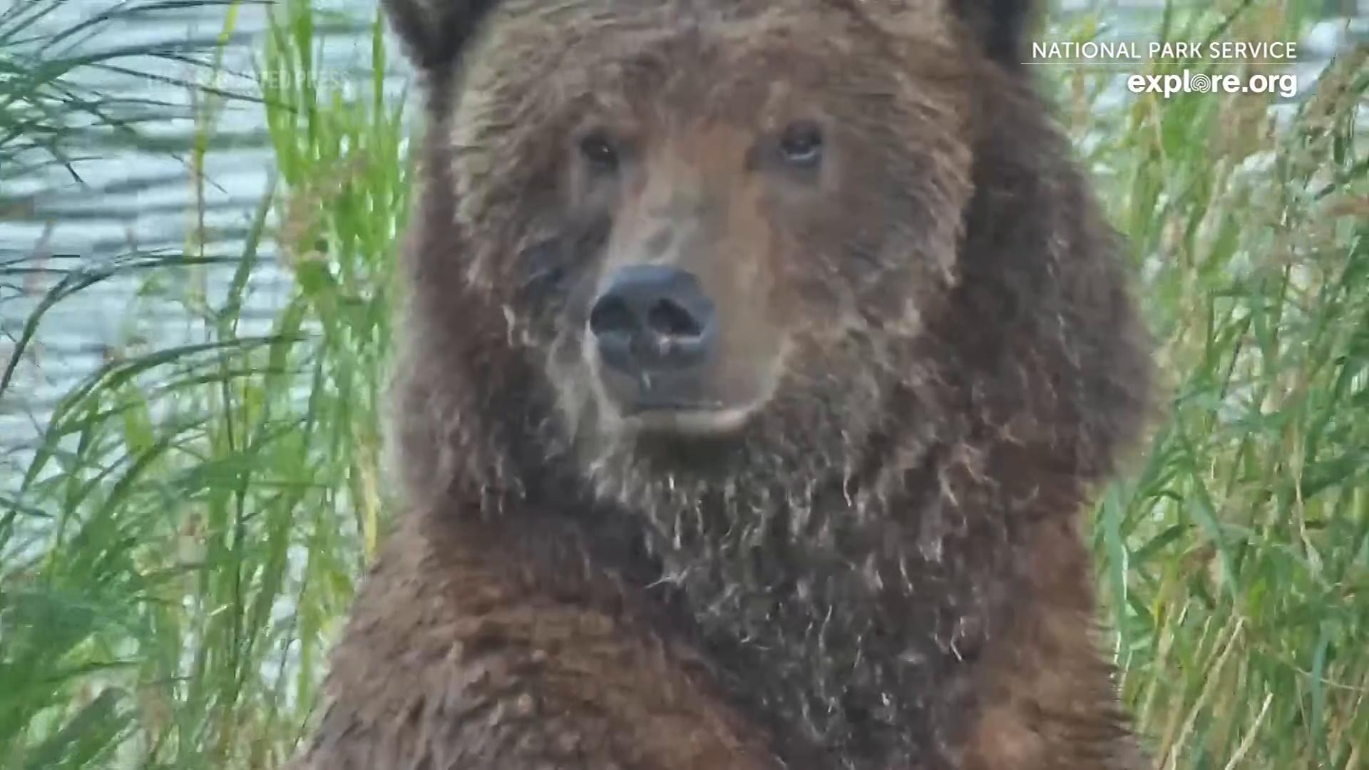 Online voting in Alaska's Fat Bear Week contest starts after an attack ...