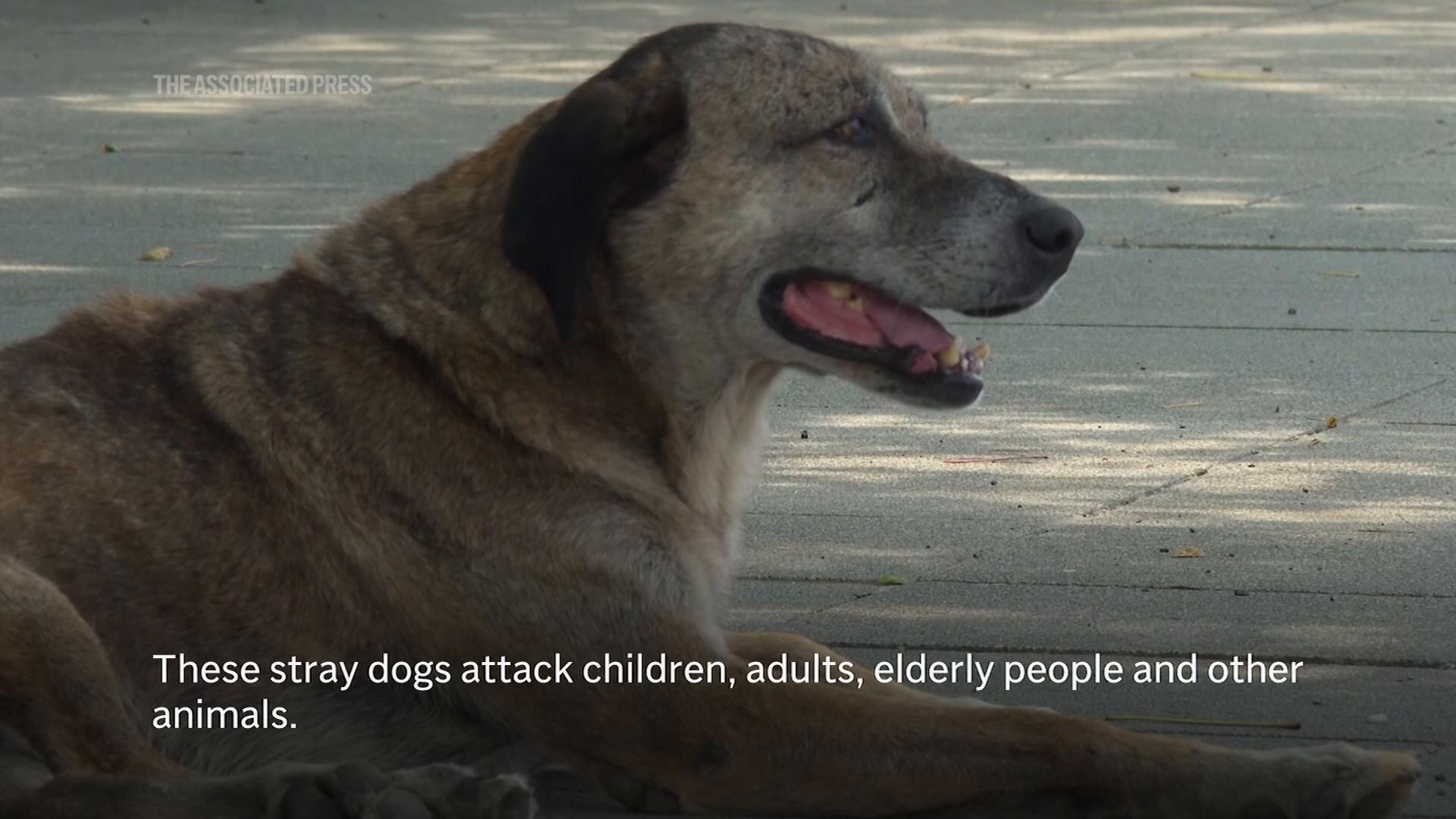 Turkey plans to regulate a large stray dog population, raising some ...
