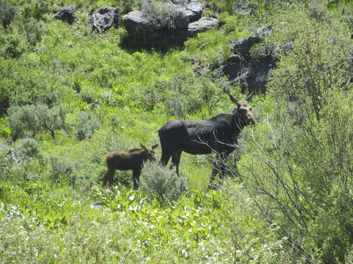 Nevada's first big-game moose hunt will be tiny as unusual southern ...