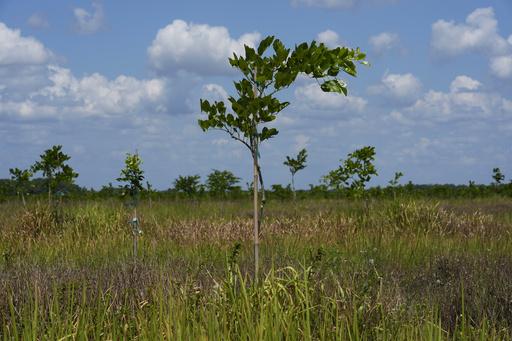 Pongamia trees grow where citrus once flourished, offering renewable ...