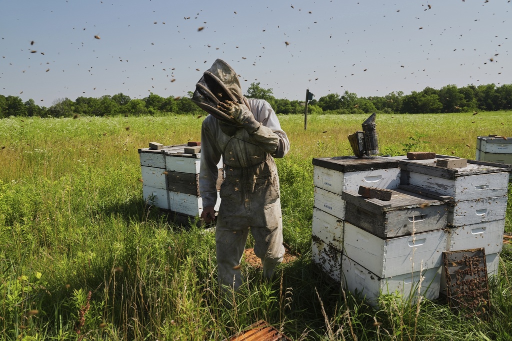 Bees have some ways to cope with a warming Earth, but researchers fear ...