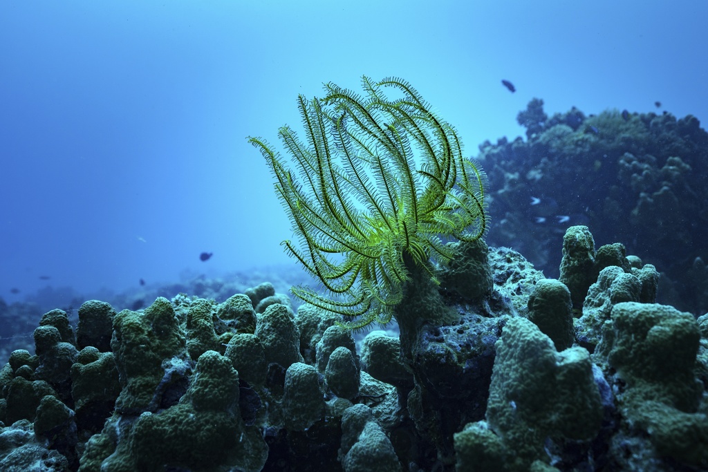 In disaster-prone Vanuatu, photos show sea animals returning to ...