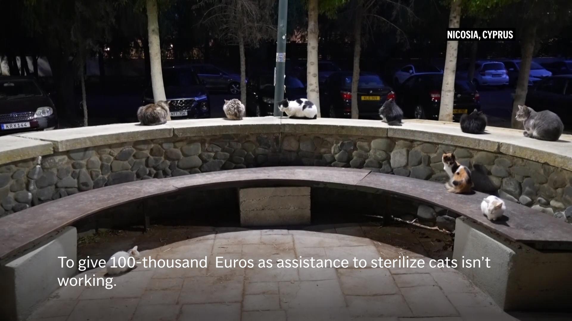 An estimated 1 million cats prowl the streets of Cyprus as officials ...