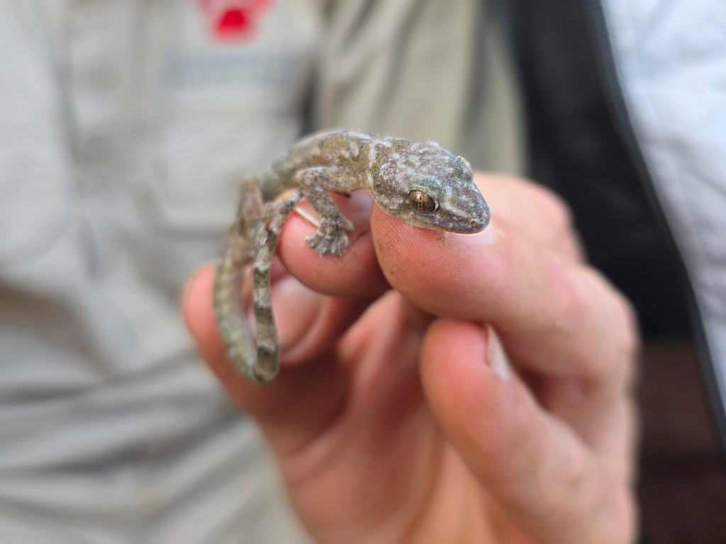 This flat-bodied South African gecko was a 'lost' species. It's been ...