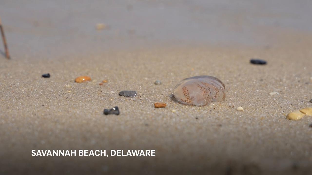 Many Delaware beachgoers feel the sting of a blooming jellyfish ...
