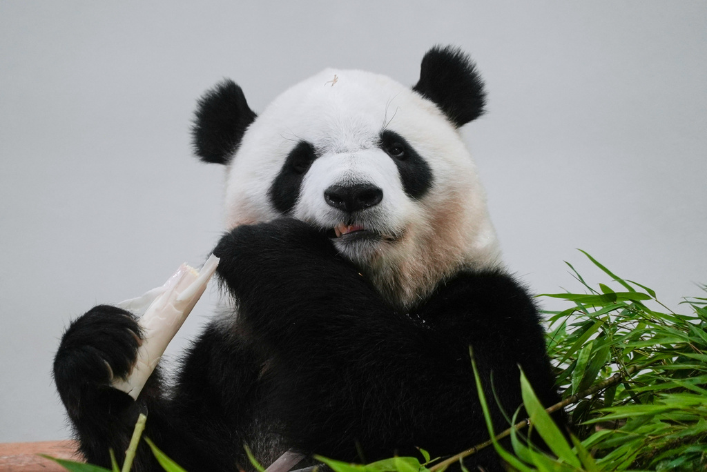Fans bid teary farewell to four giant pandas at a zoo in Japan before ...