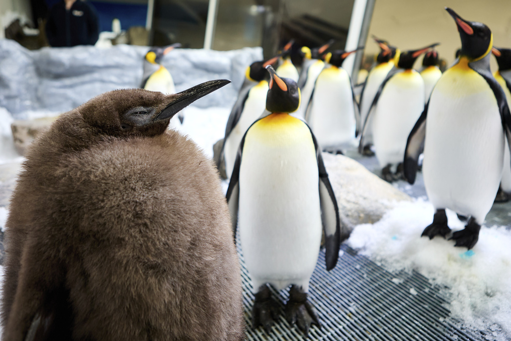 Huge Australian king penguin chick Pesto grows into social media star ...