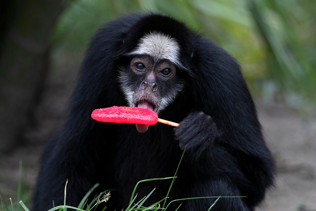Rio de Janeiro zoo animals are treated to popsicles as the city faces ...