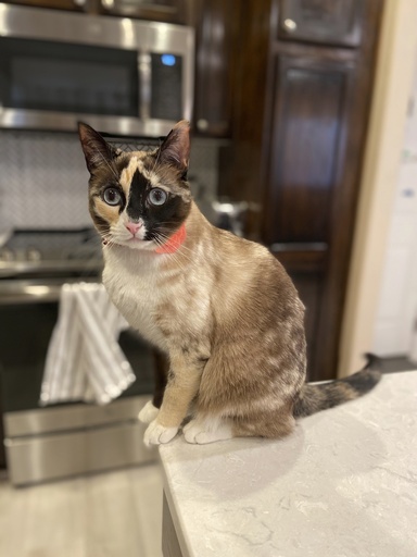 Utah cat with a fondness for cardboard takes surprise trip to ...