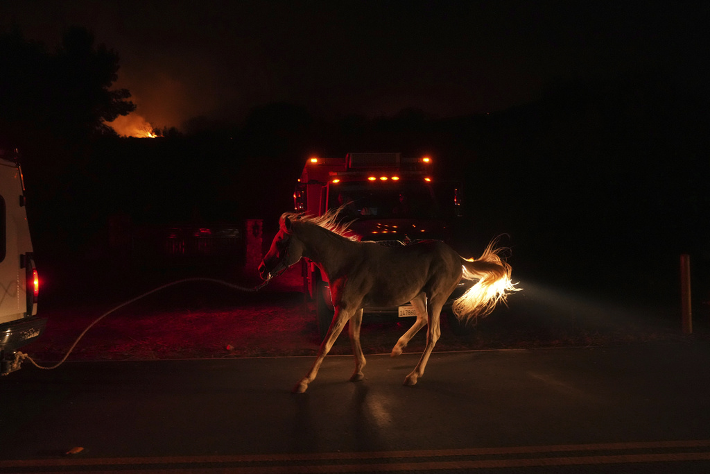 Los Angeles County Sheriff Rescue evacuates a horse as the Canyon Fire burns on Thursday, Aug. 7, 2025, in Halsey Canyon, Calif. (AP Photo/Marcio Jose Sanchez)