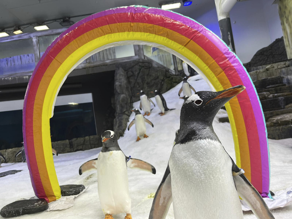 Australian penguin Sphen, one half of famed same-sex couple, dies at 11 ...